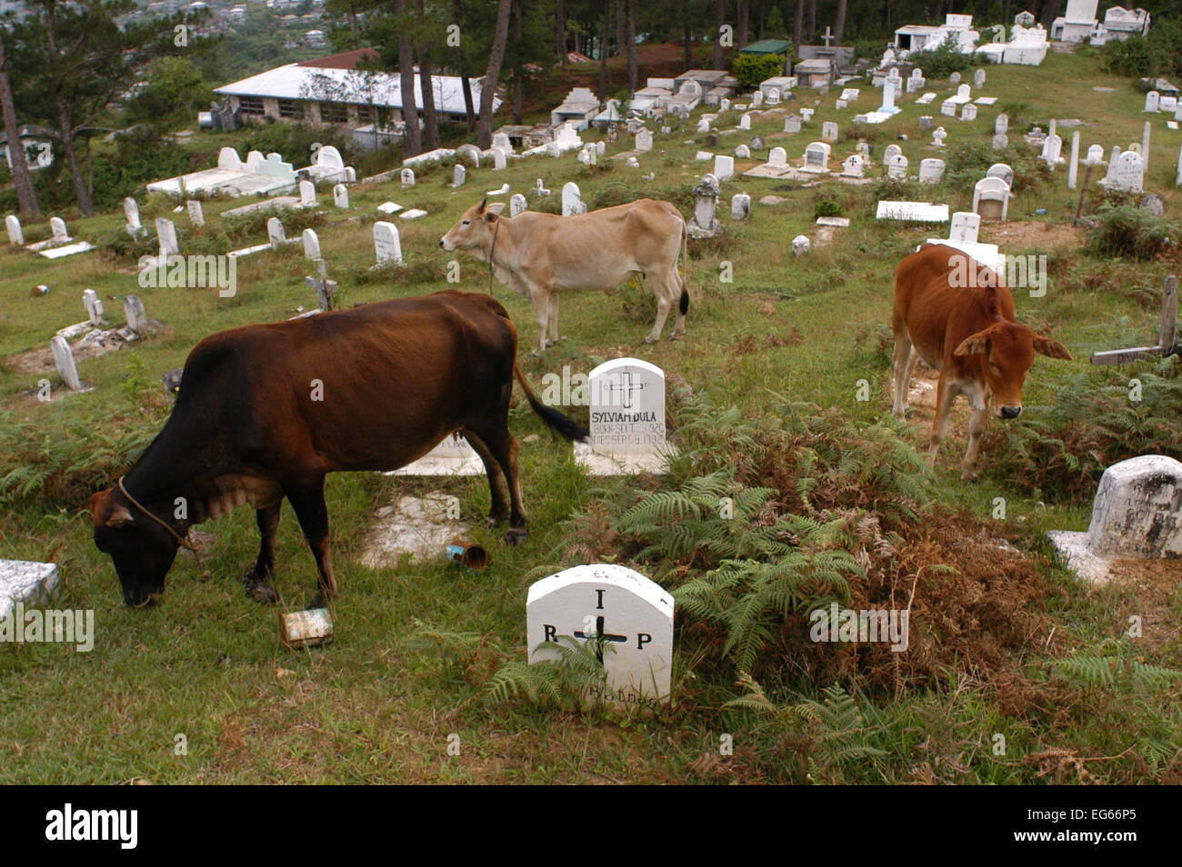 Sagada christian cemetery, near Echo Valley. Sagada. Northern Luzon ...