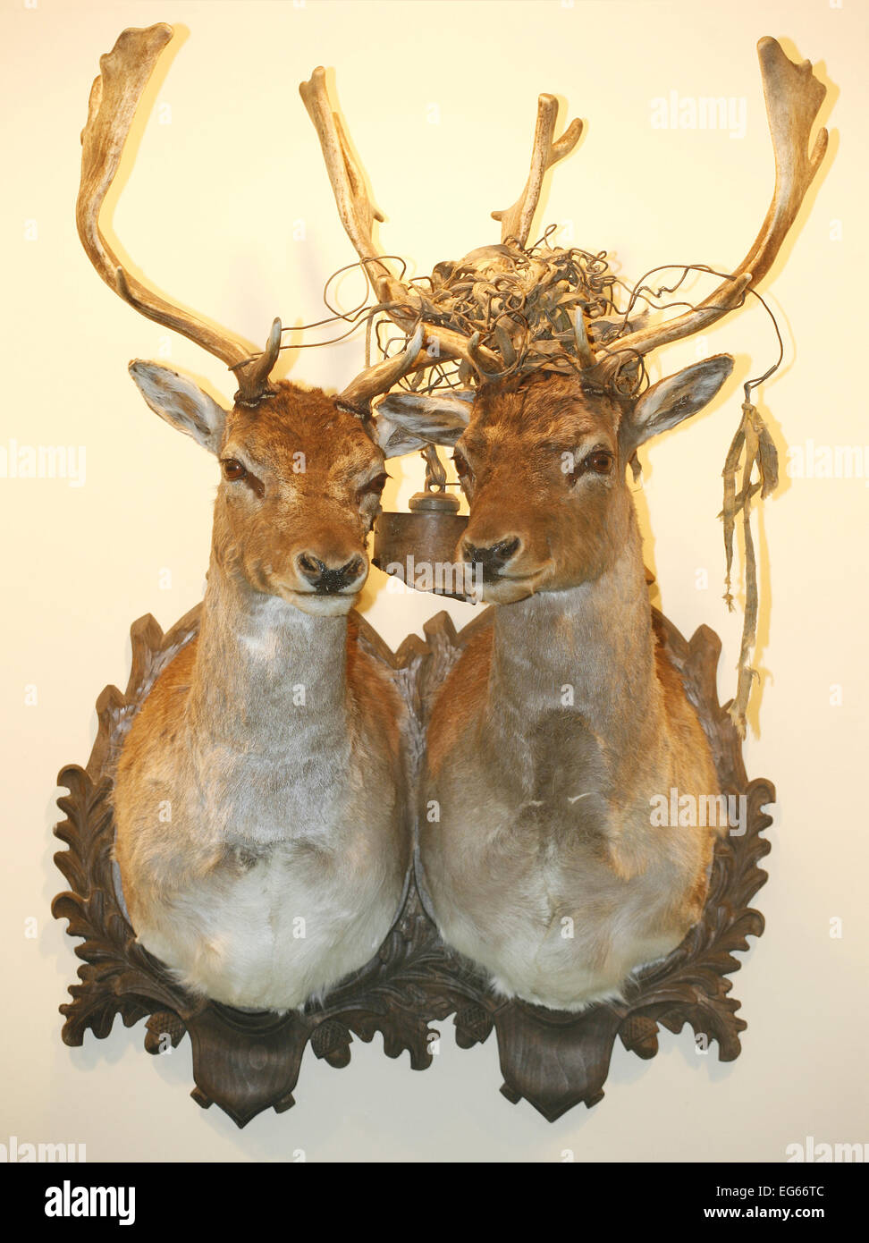 Beautiful stuffed deer heads on the wall Stock Photo - Alamy