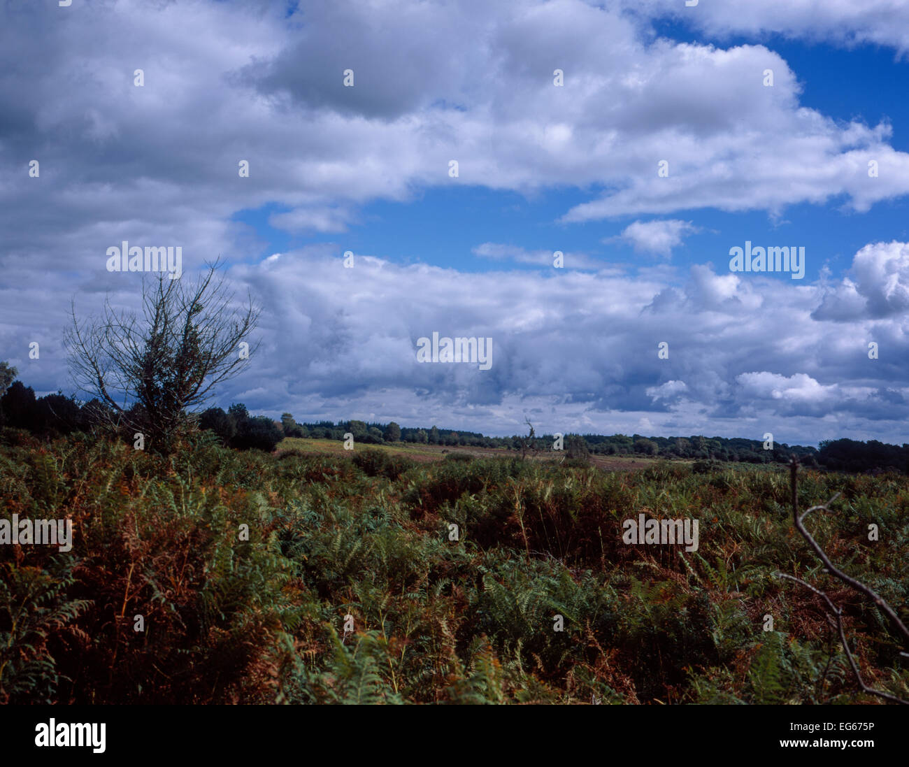 View across sandy heathland Hampton Ridge between Fritham and Frogham ...