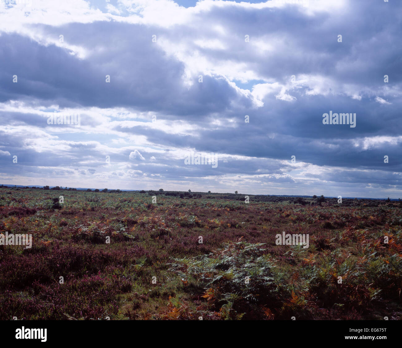 View across sandy heathland Hampton Ridge between Fritham and Frogham ...