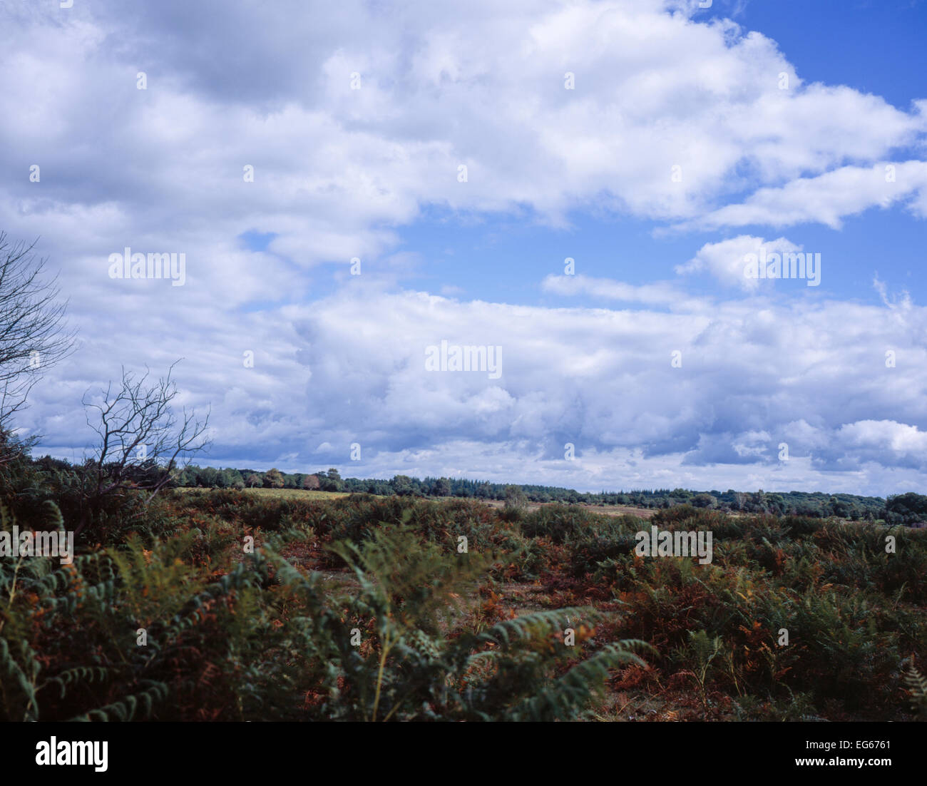 View across sandy heathland Hampton Ridge between Fritham and Frogham ...