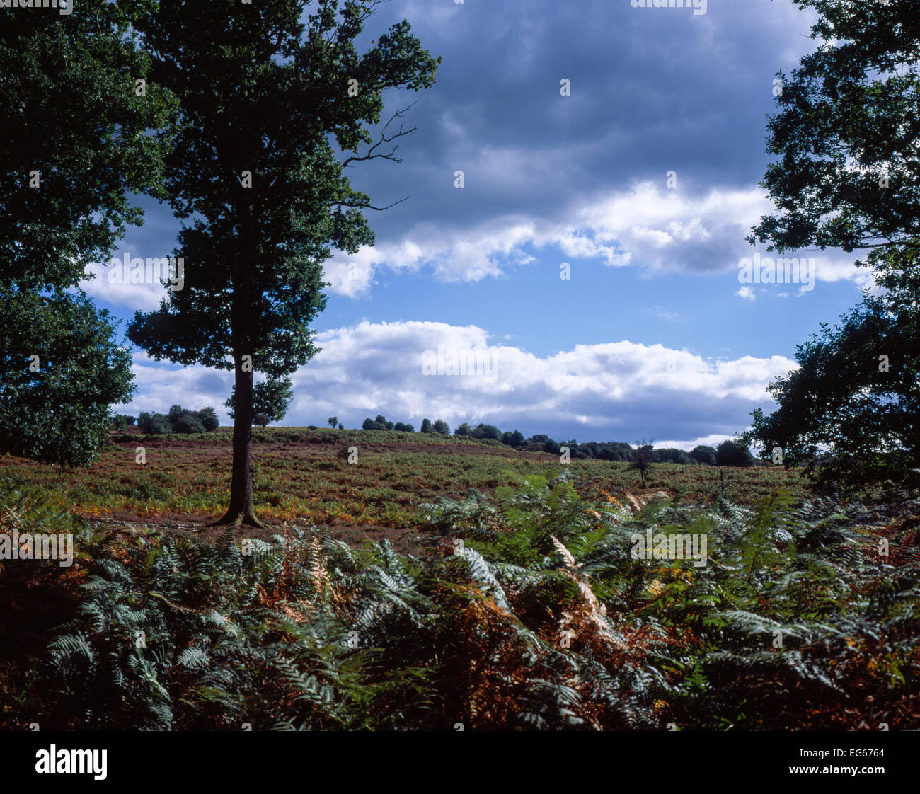 View across sandy heathland Hampton Ridge between Fritham and Frogham ...