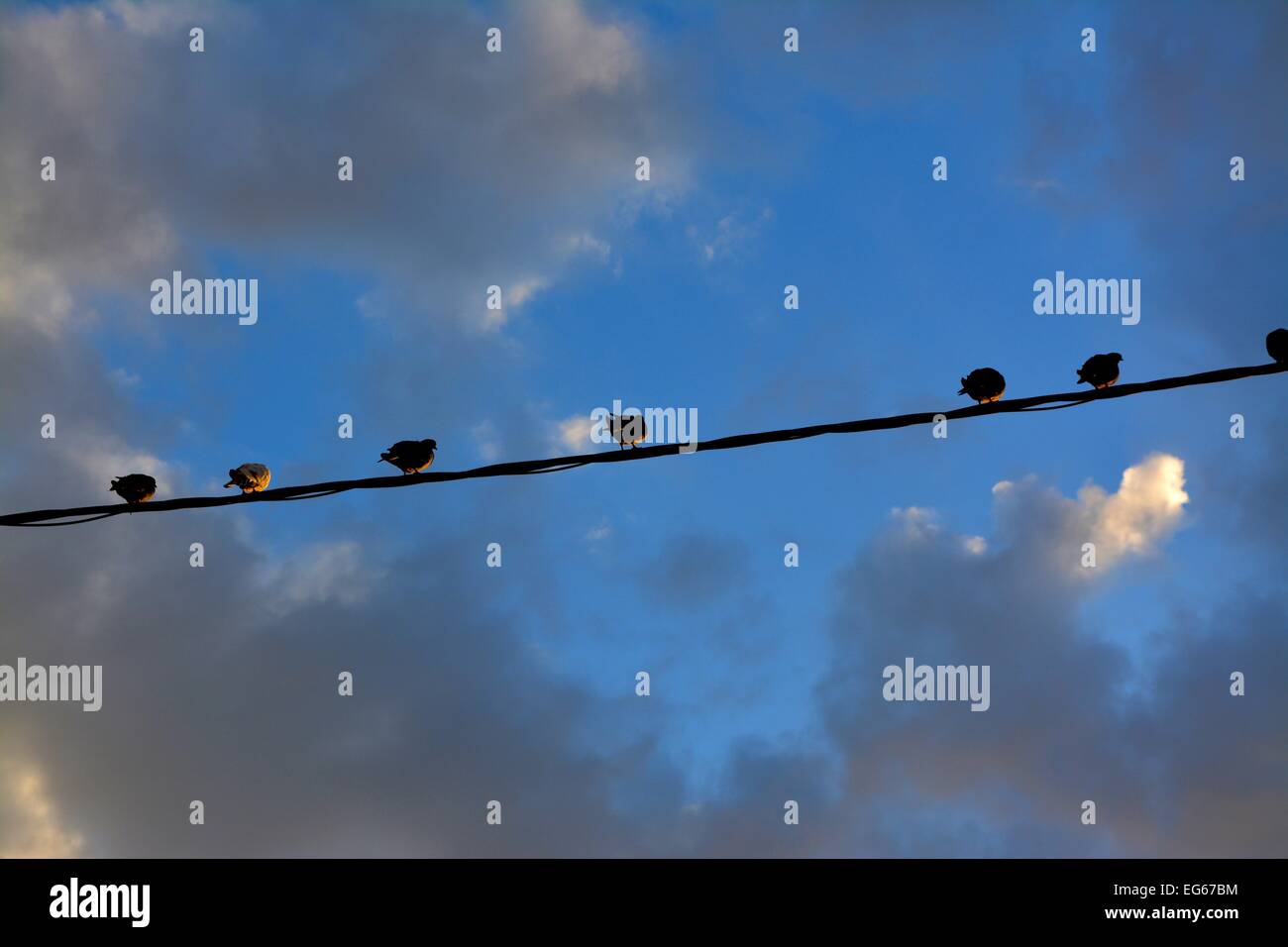 Birds lie on cable hi-res stock photography and images - Alamy