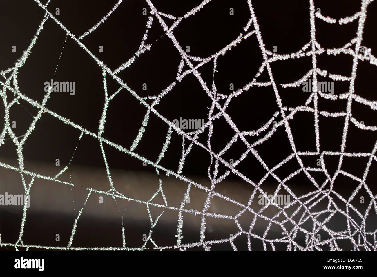 Cob webs covered in hi-res stock photography and images - Alamy