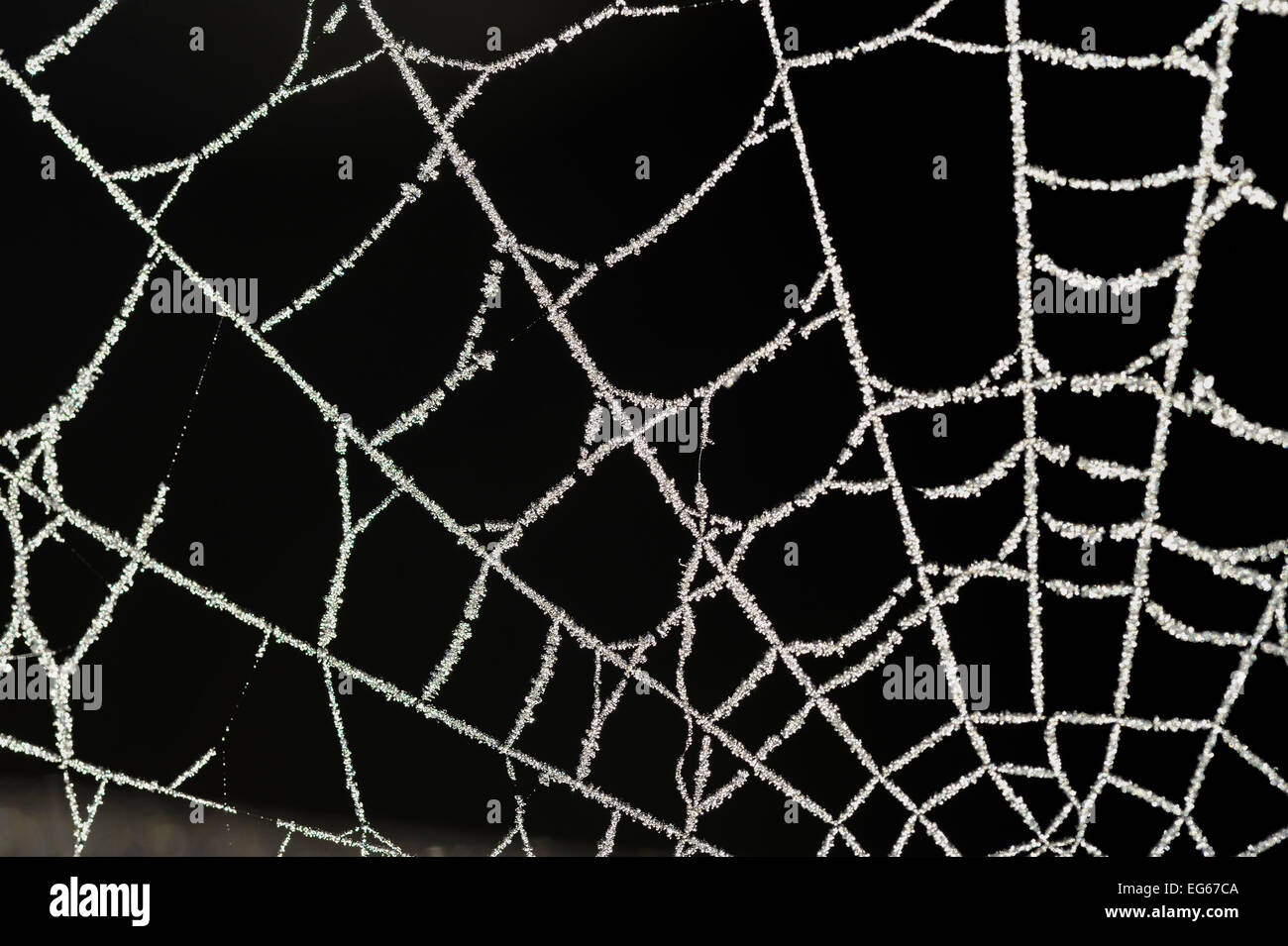 Cobweb High Resolution Stock Photography and Images - Alamy