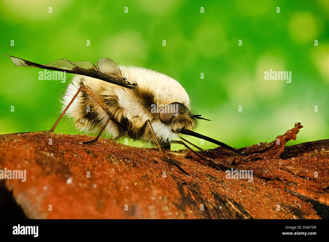 Large bee fly hi-res stock photography and images - Alamy