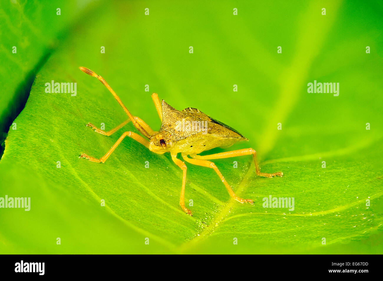 Shieldbugs hi-res stock photography and images - Alamy
