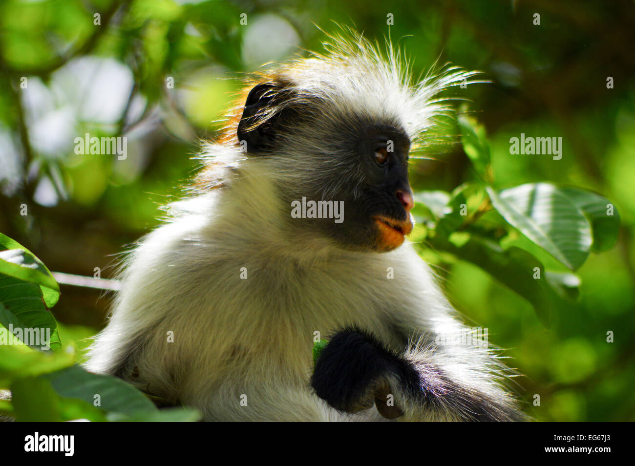 Zanzibar red colobus near Jozani Chwaka Bay National Park Stock Photo ...