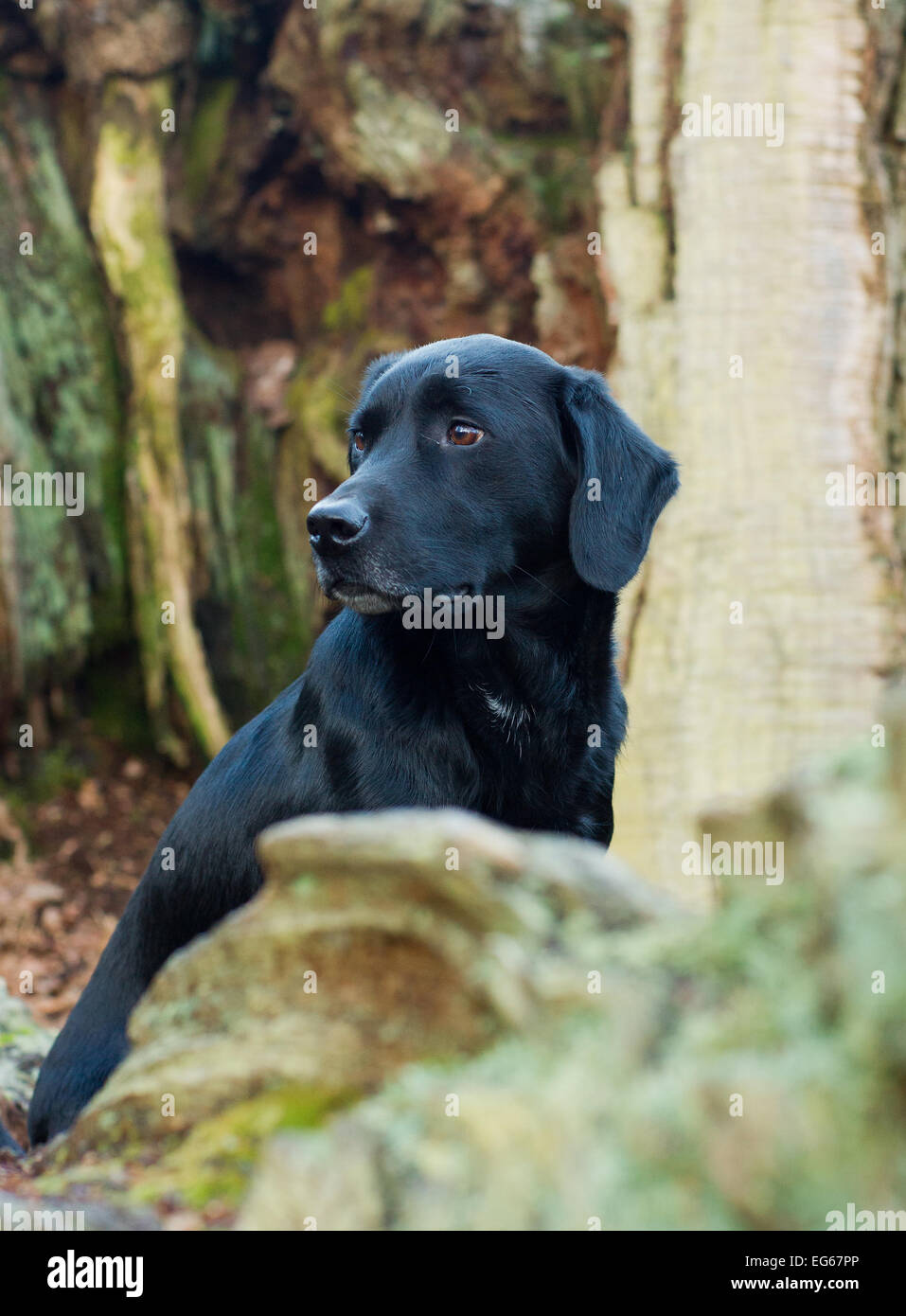 Lab springer cross hi-res stock photography and images - Alamy