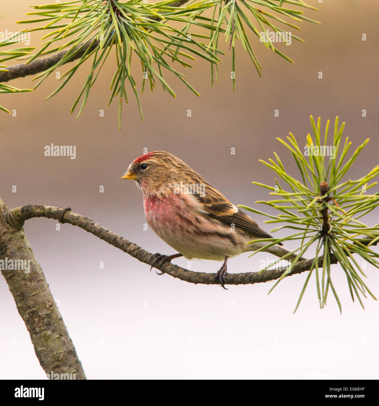 Acanthis Cabaret High Resolution Stock Photography and Images - Alamy