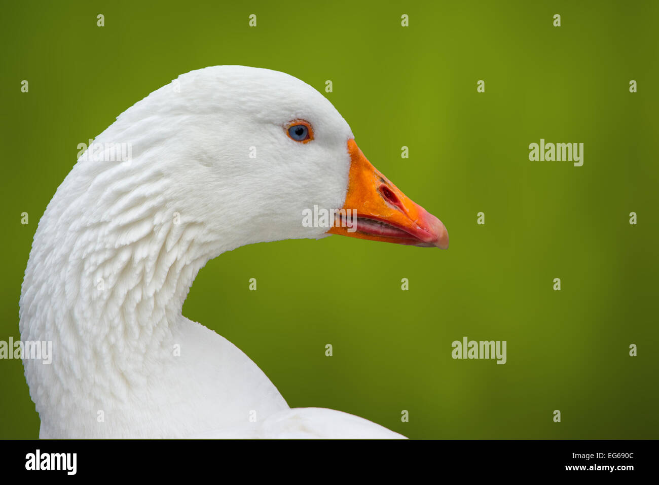 Emden goose hi-res stock photography and images - Alamy