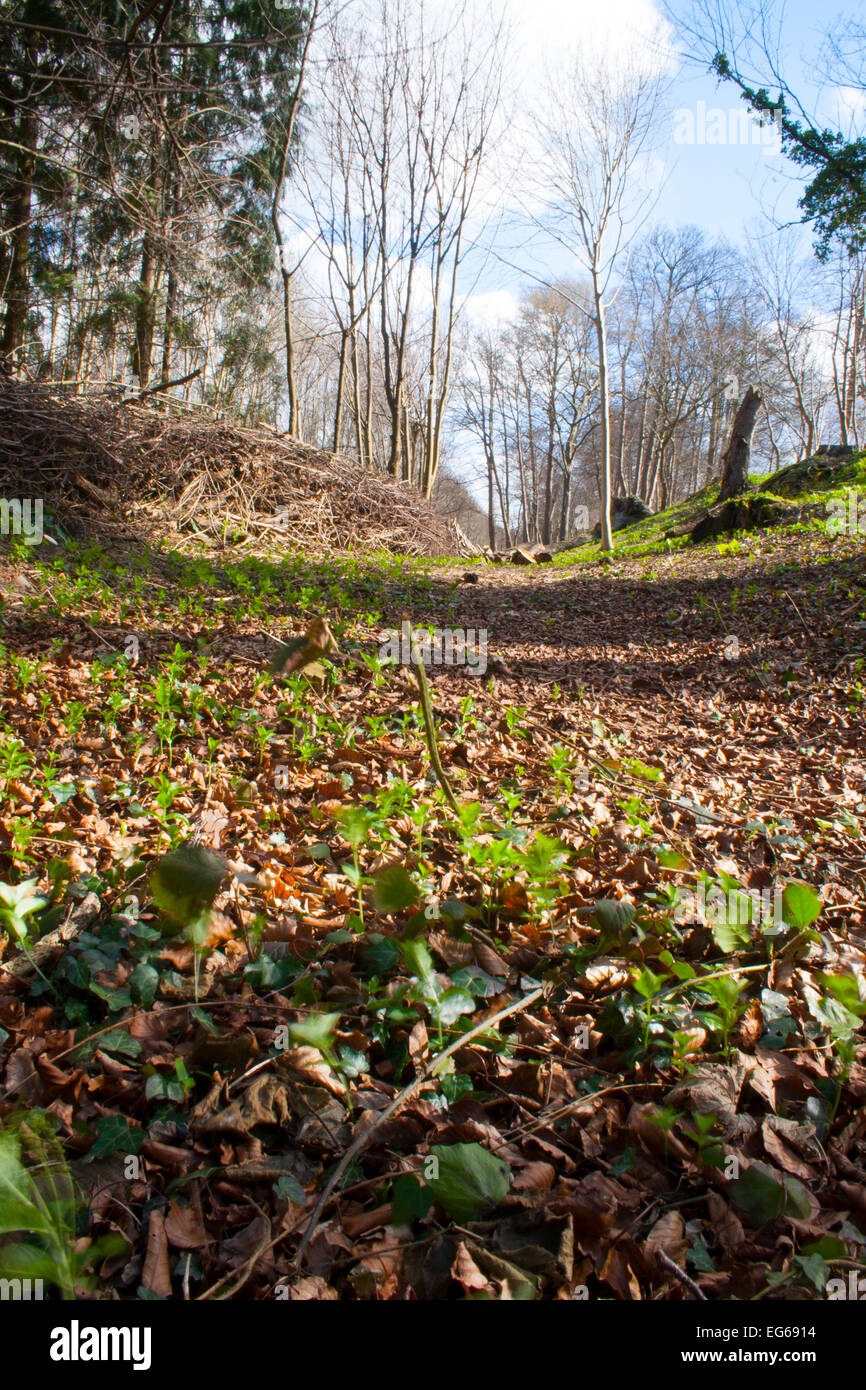 Devil's Dyke Stetchworth summer walk along the 7.5 mile ditch of anglo ...