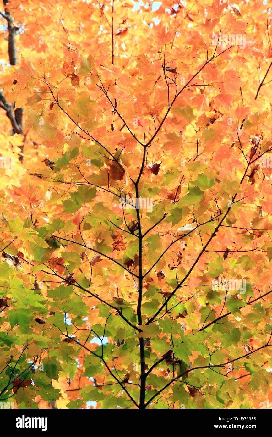 Autumnal tree in Ontario, Canada Stock Photo - Alamy