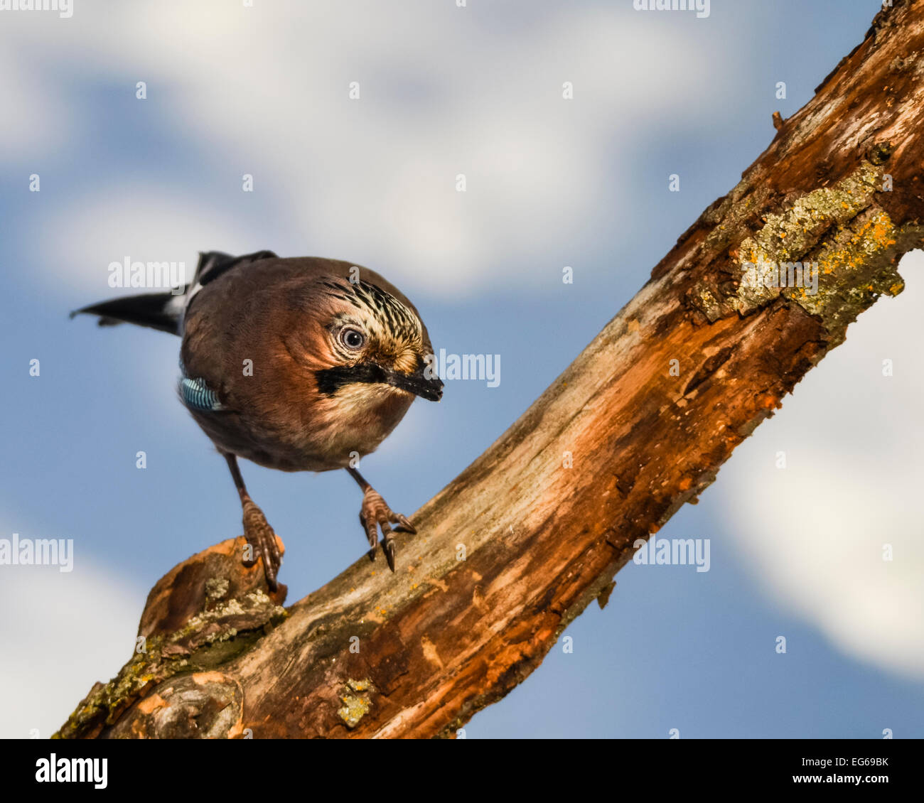 Wood twig bird hi-res stock photography and images - Alamy