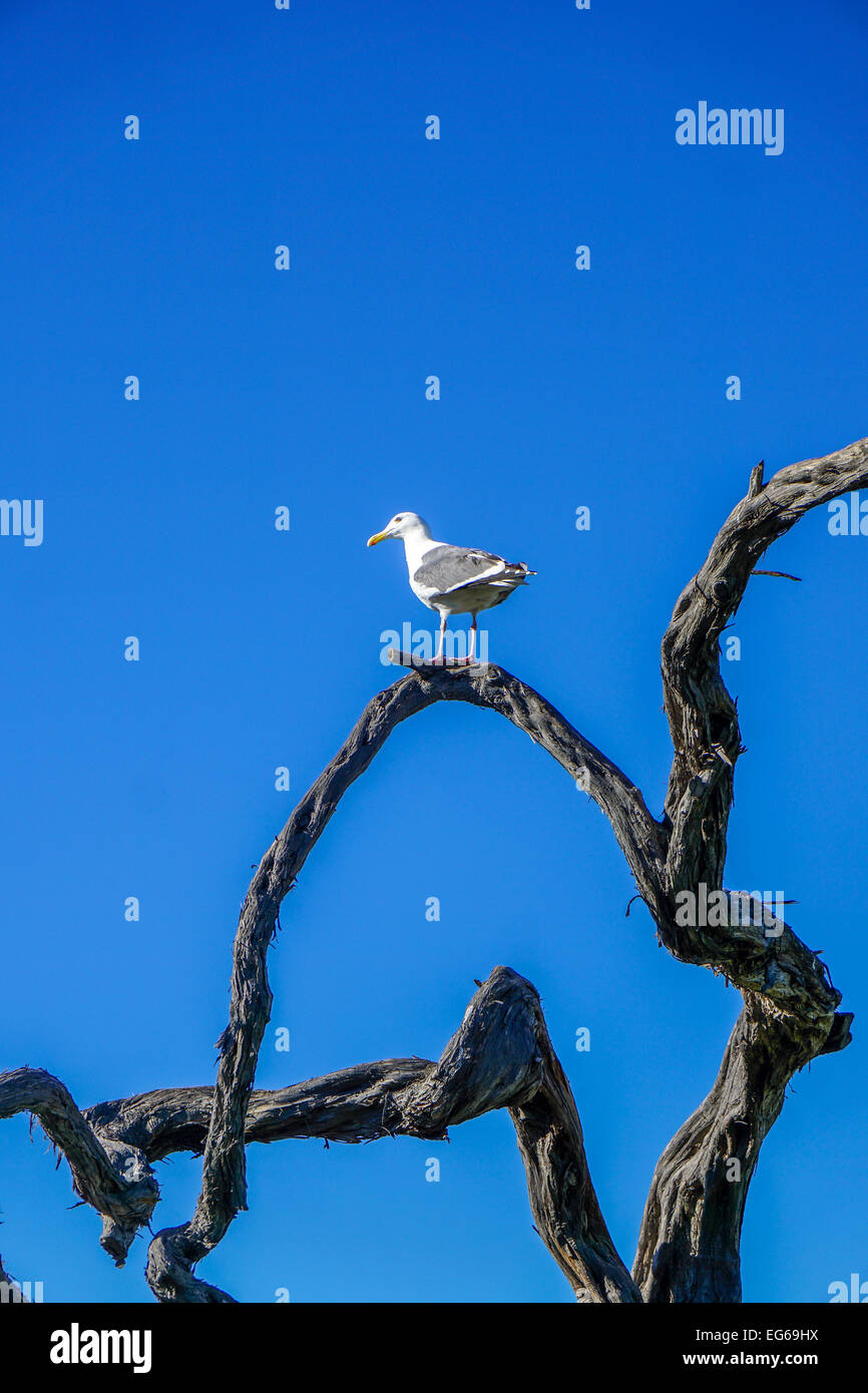 Gull resting on a sea-swept limb Stock Photo - Alamy