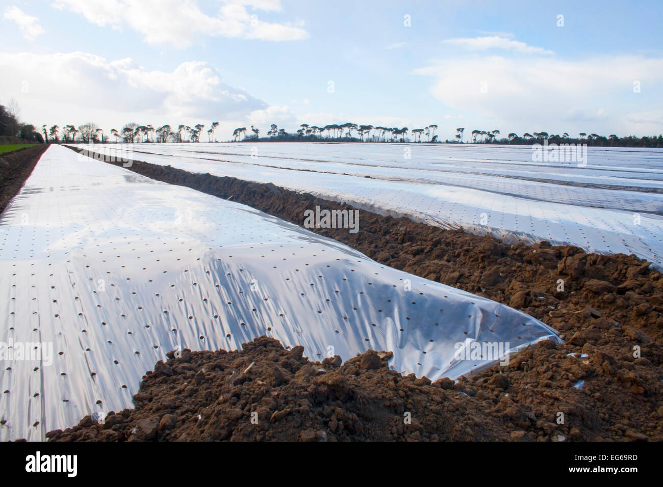 Farming Agriculture Crops Norfolk High Resolution Stock Photography and ...