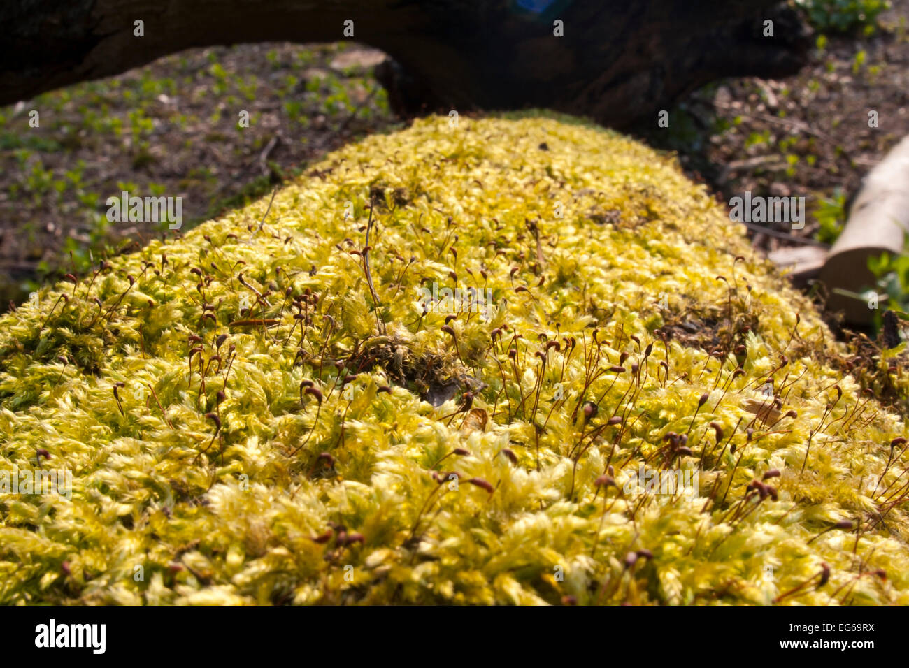 Moss bryophytes Bryophyta acrocarps or cussion moss growing around a ...