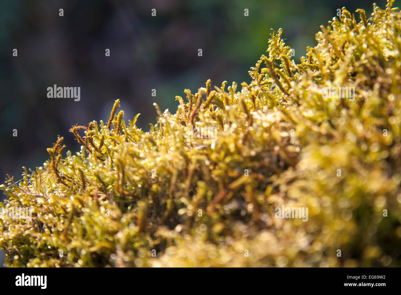 Acrocarps hi-res stock photography and images - Alamy