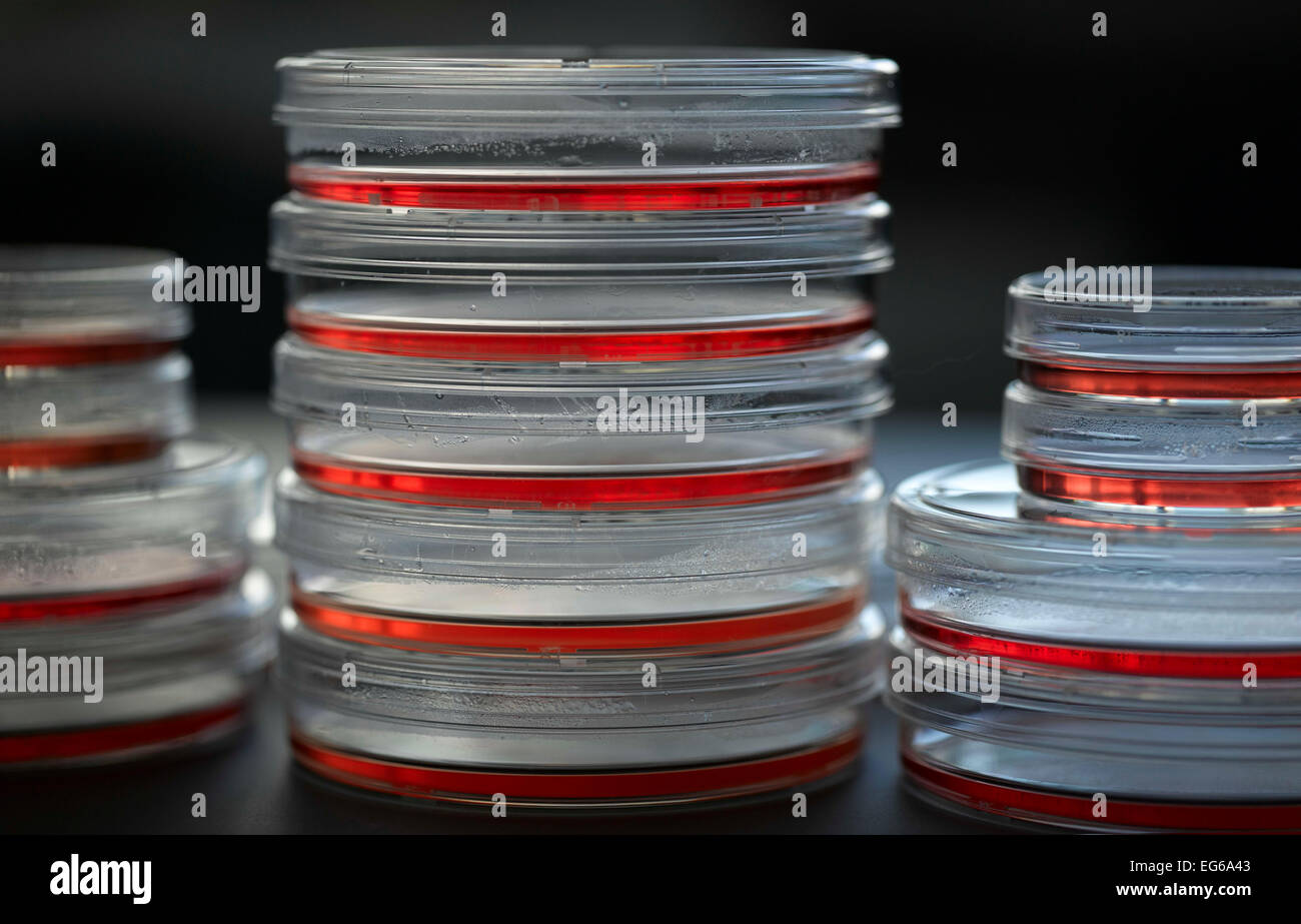 Petri Dishes with Red Medium Stock Photo - Alamy