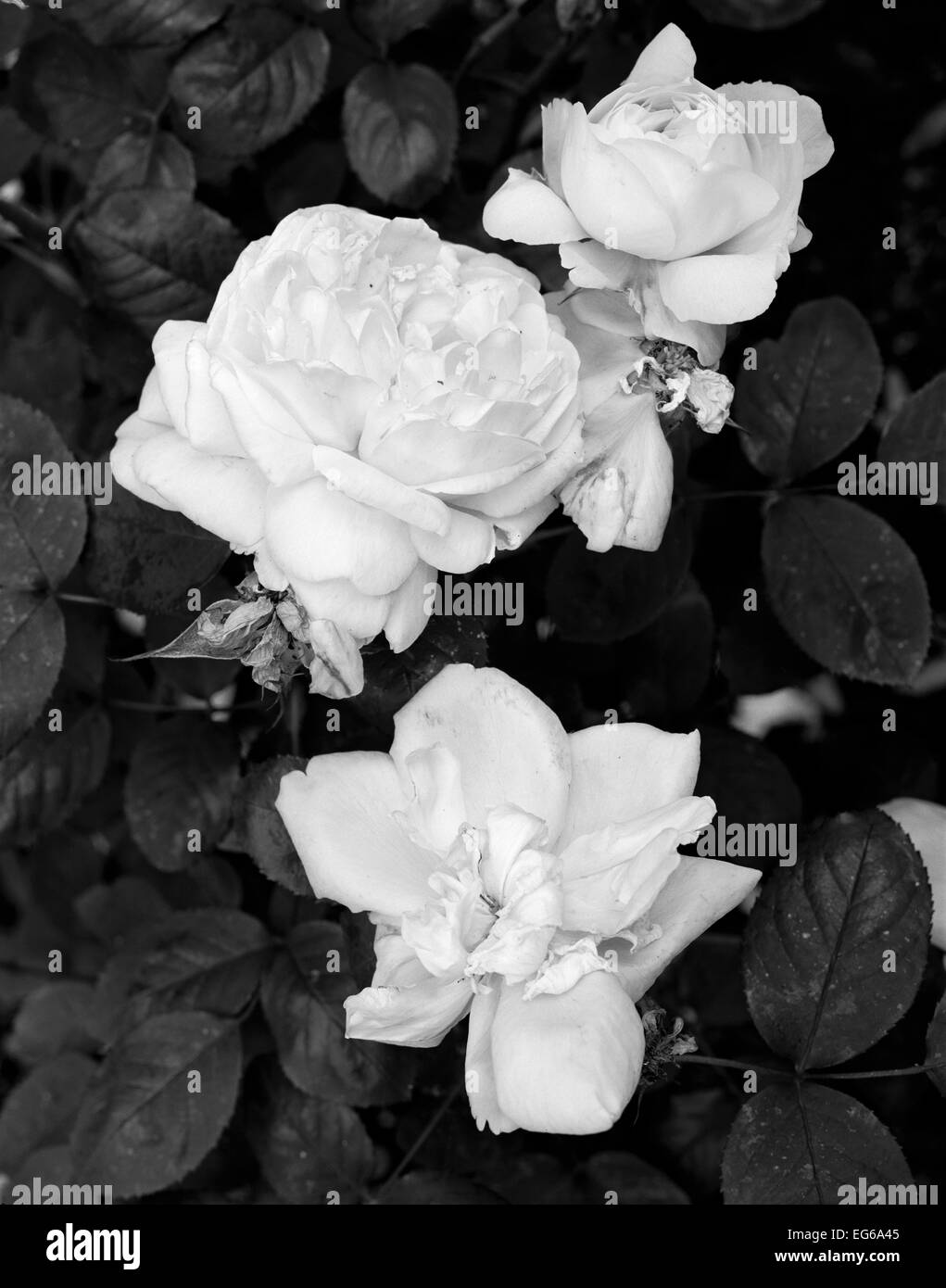 English roses leaves Black and White Stock Photos & Images - Alamy