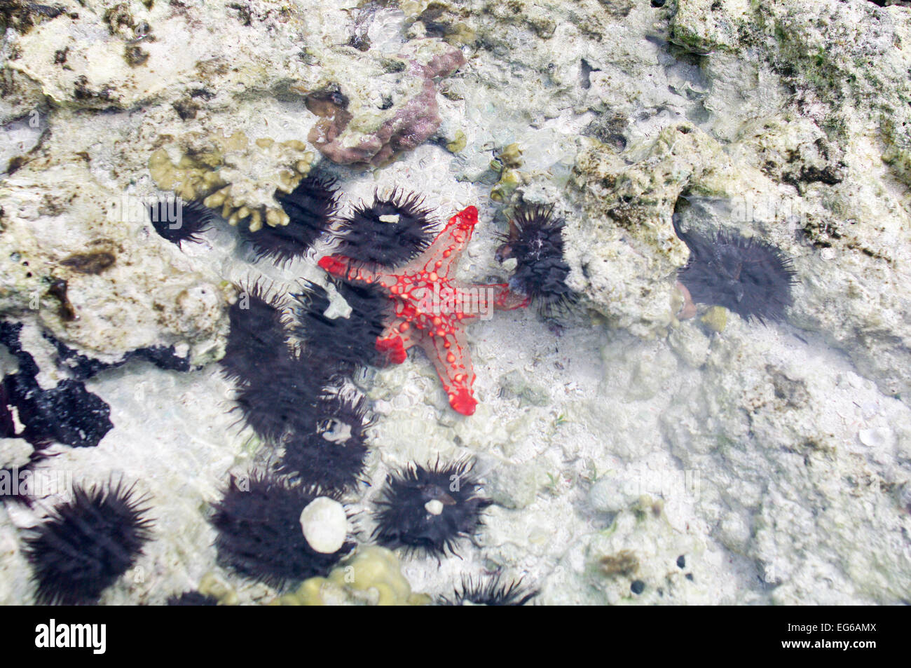 Red-knobbed starfish spotted in Zanzibar Stock Photo - Alamy