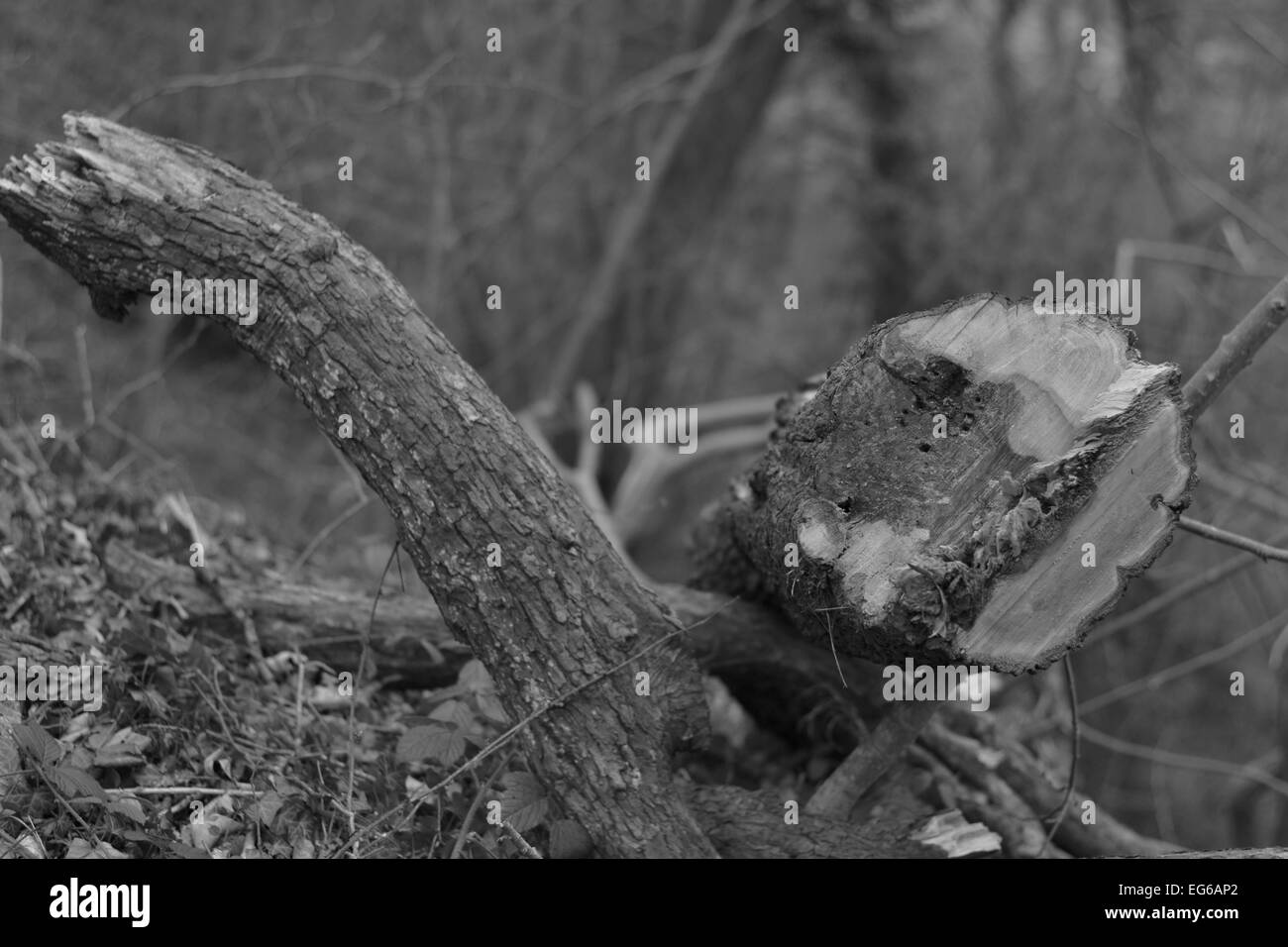 Broken log Black and White Stock Photos & Images - Alamy