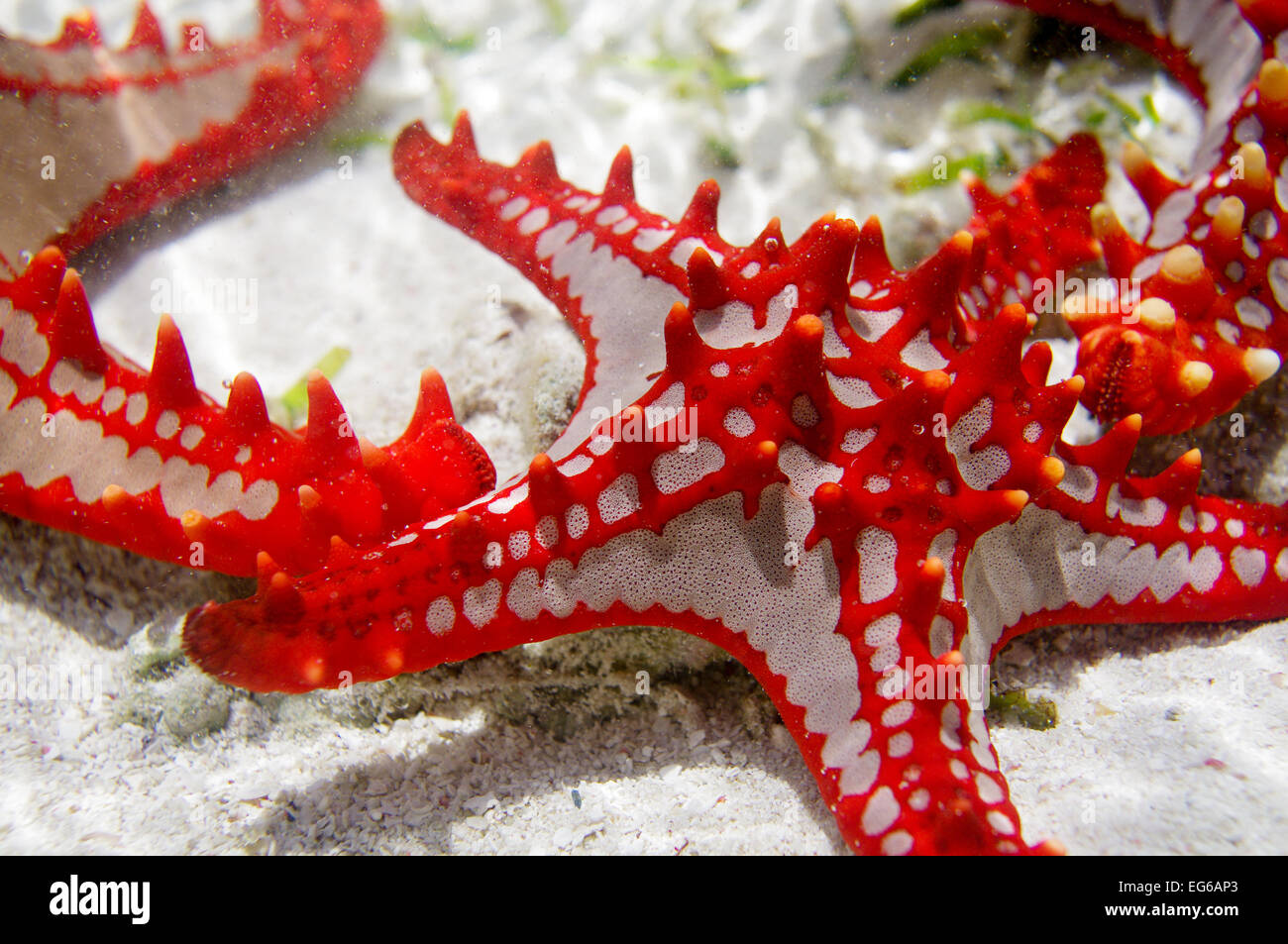 African red knob sea star hi-res stock photography and images - Alamy