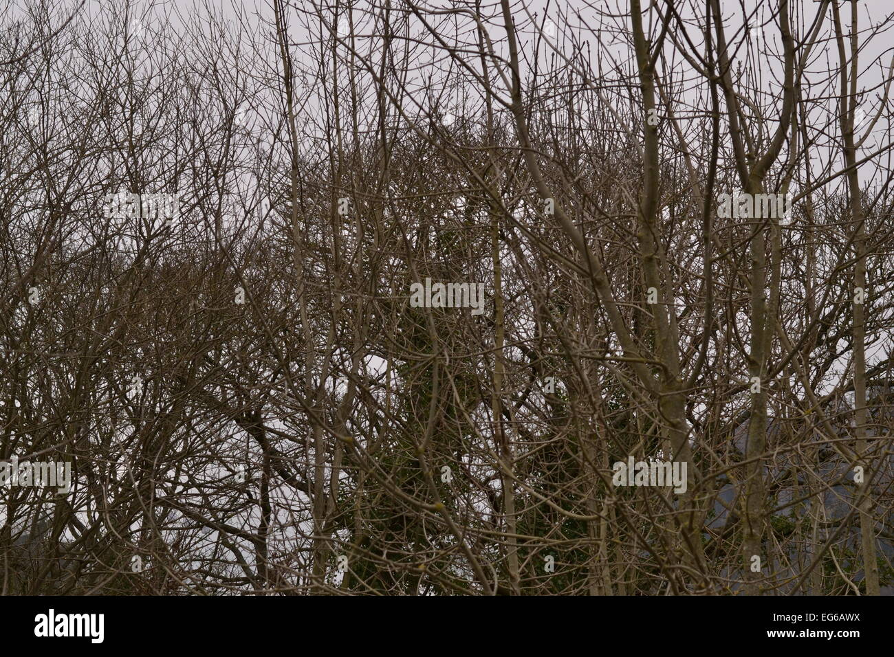 Twiglets hi-res stock photography and images - Alamy