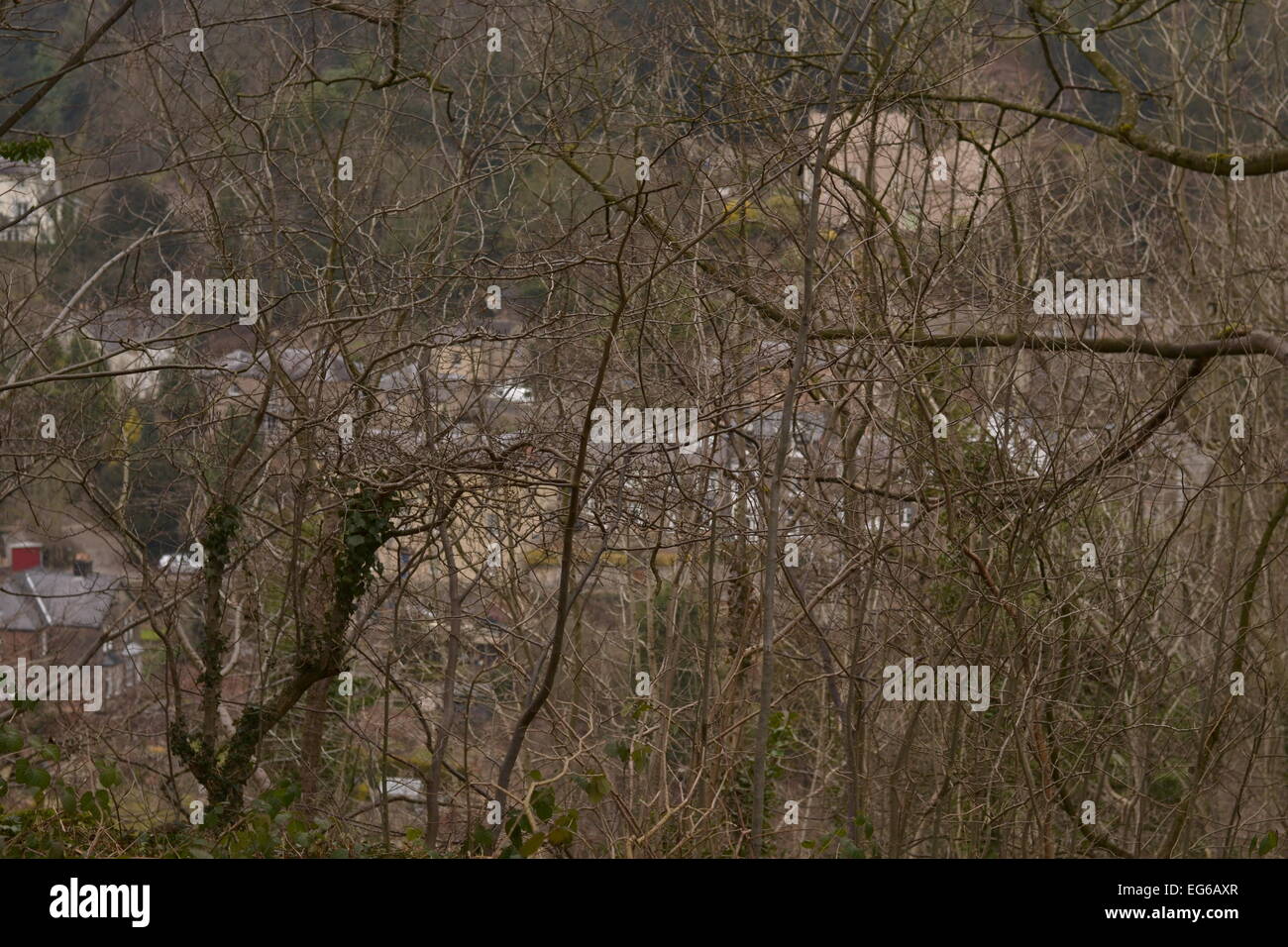 Trees and twigs hi-res stock photography and images - Alamy