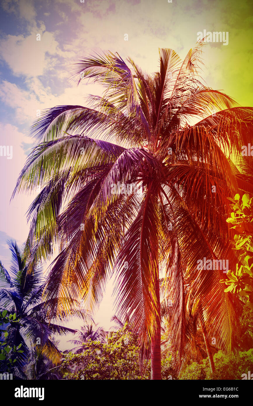 Palm tree at sunset, retro stylized with old film effect Stock Photo ...