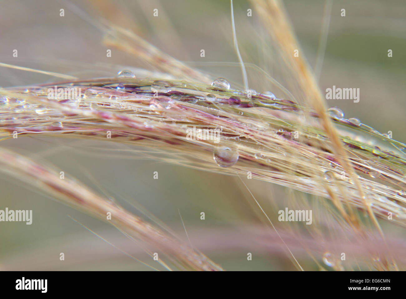 Blades of variegated grass hi-res stock photography and images - Alamy