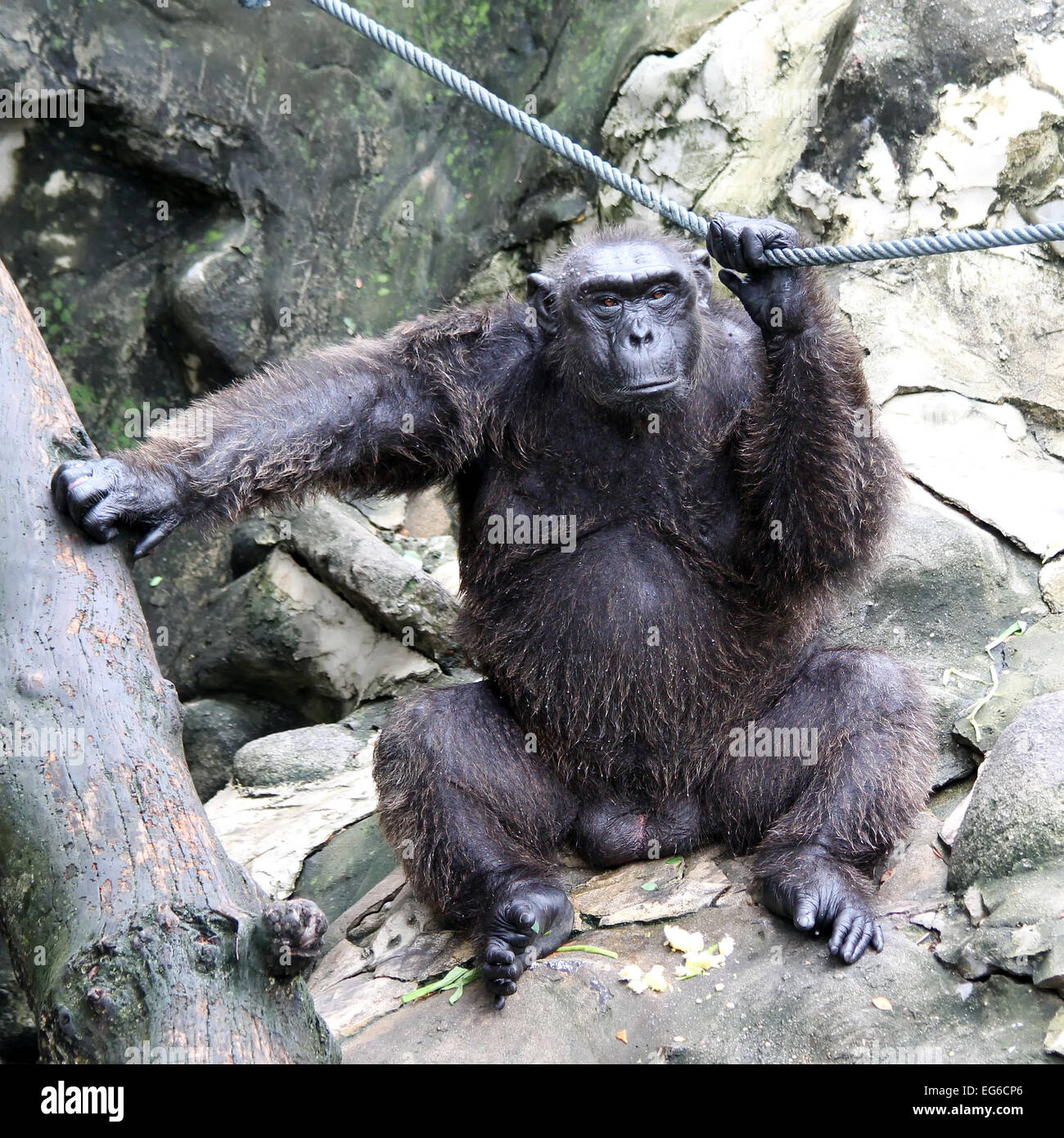 A gorilla in the zoo Stock Photo - Alamy