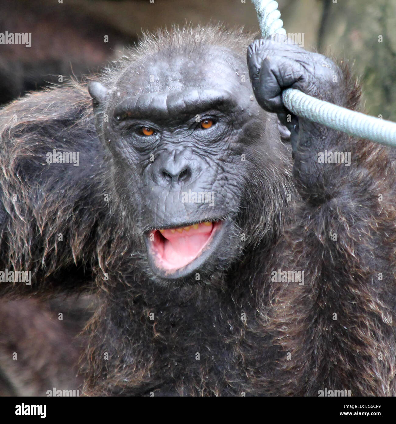 Gorilla animal zoo hi-res stock photography and images - Alamy