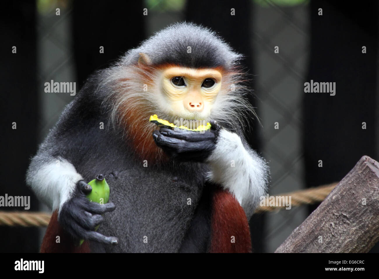 Closeup of the squirrel monkey Stock Photo - Alamy
