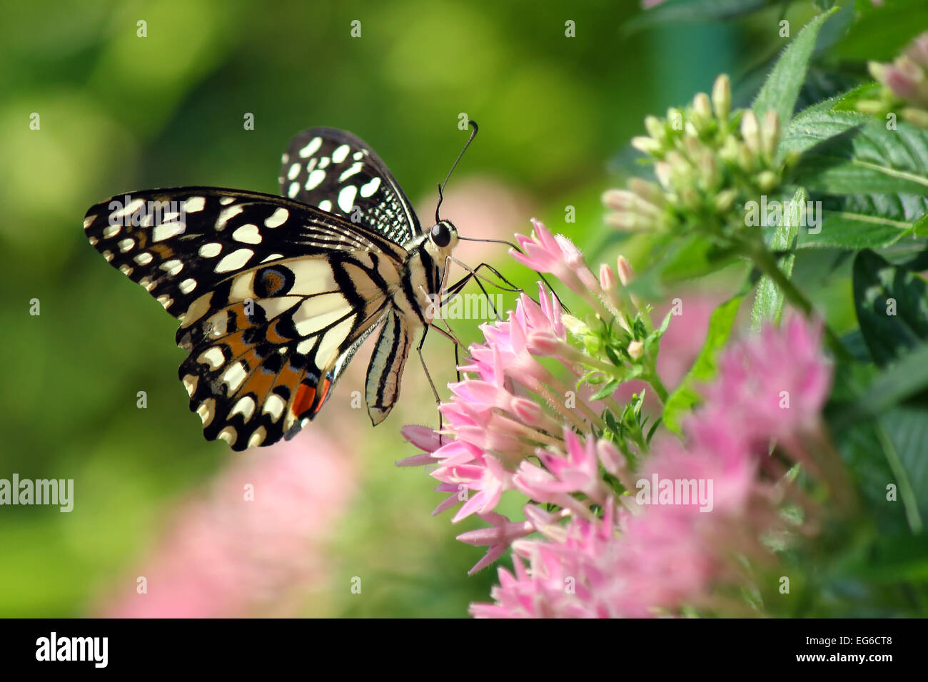 The butterfly in love with the flower hi-res stock photography and ...