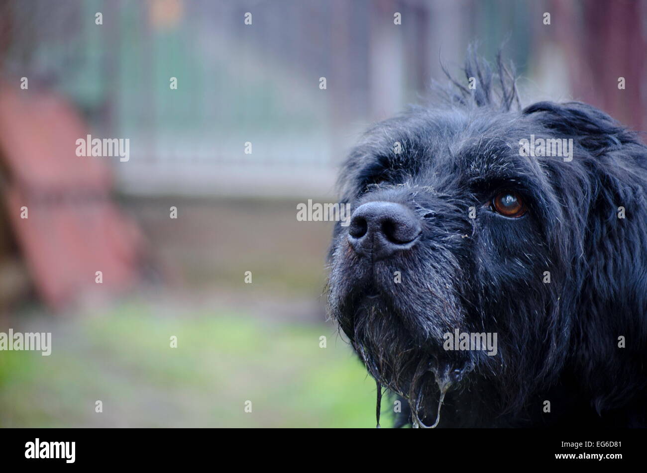 Drooling dog hi-res stock photography and images - Alamy