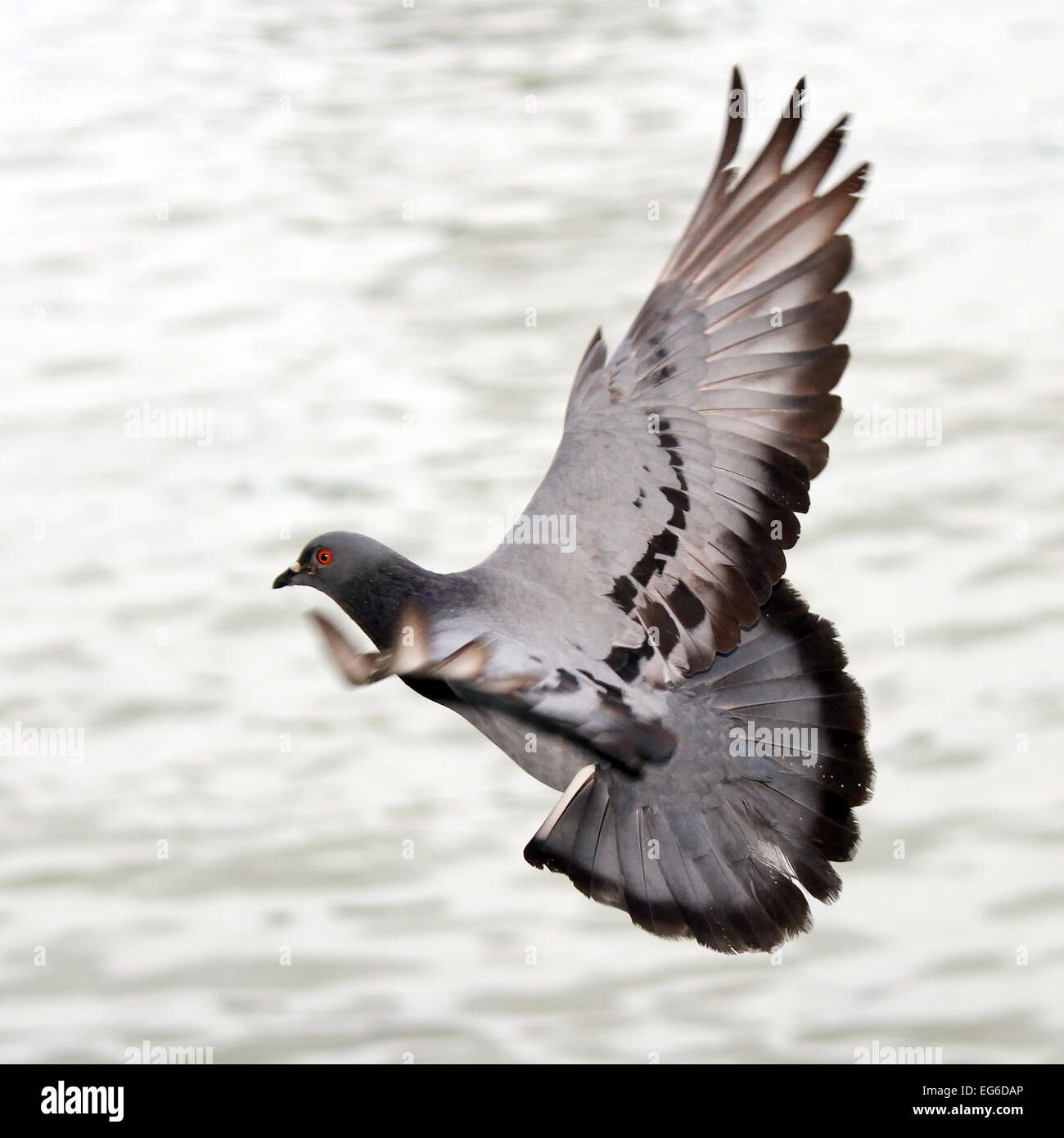Flying pigeon in the natural Stock Photo - Alamy