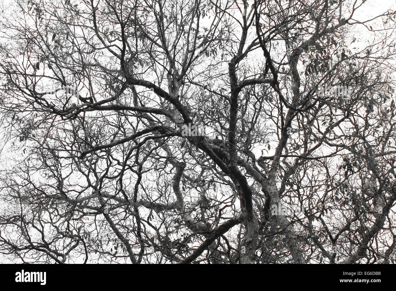 Old tree as background or texture Stock Photo - Alamy