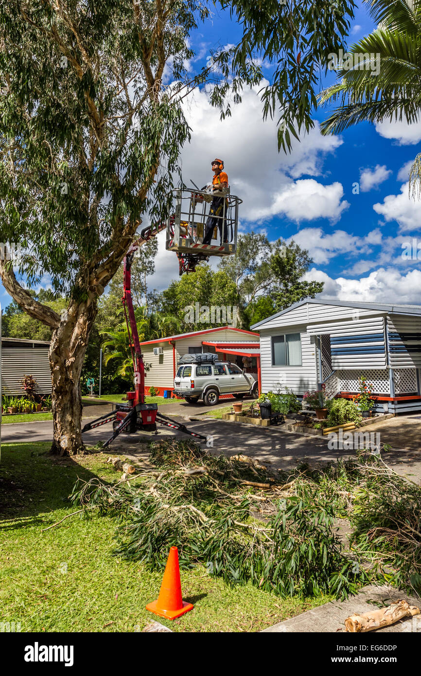 Mechanical tree surgery using chainsaw and crane lift Stock Photo - Alamy