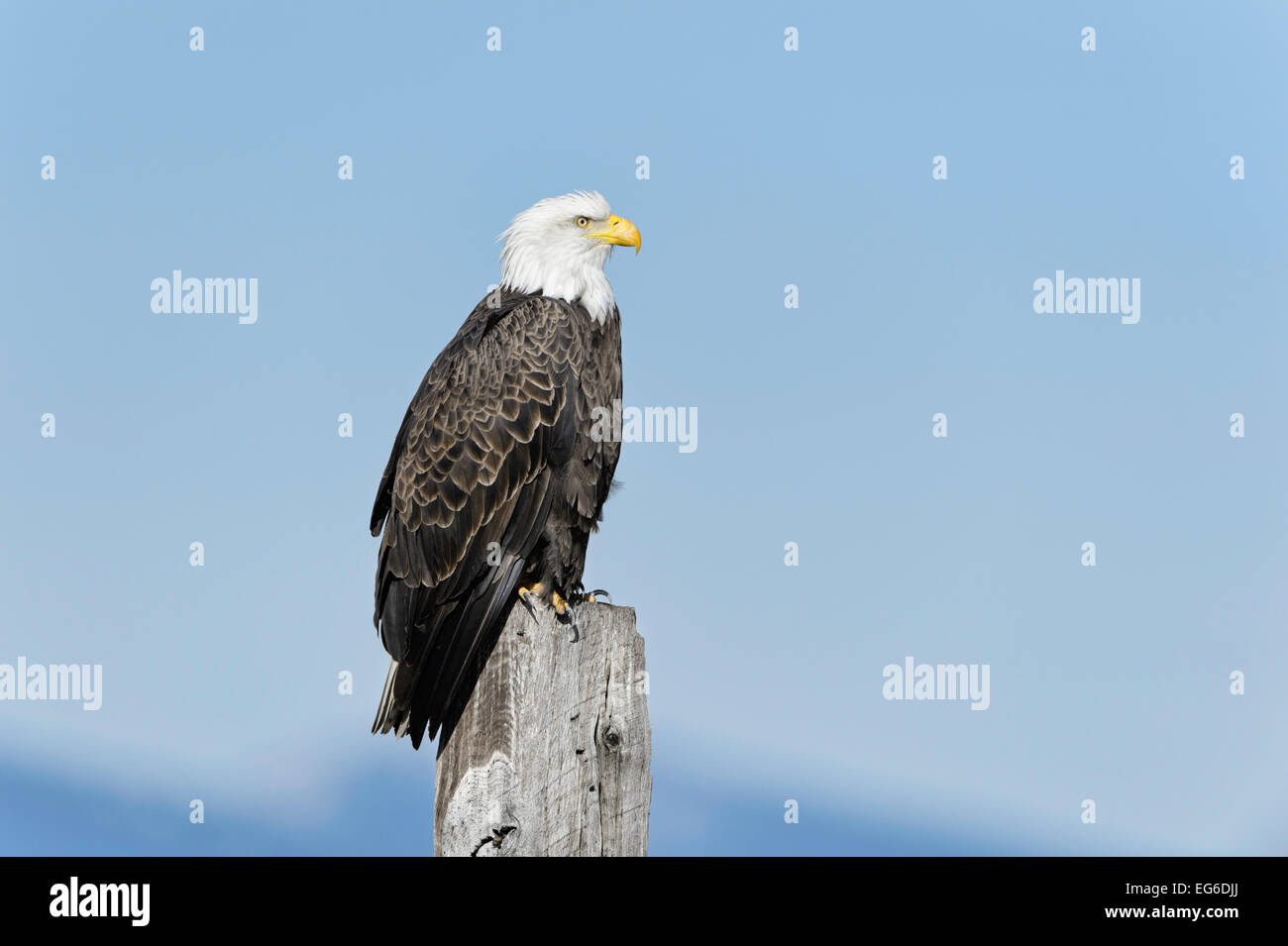 A bald eagle on a fence post Stock Photo - Alamy