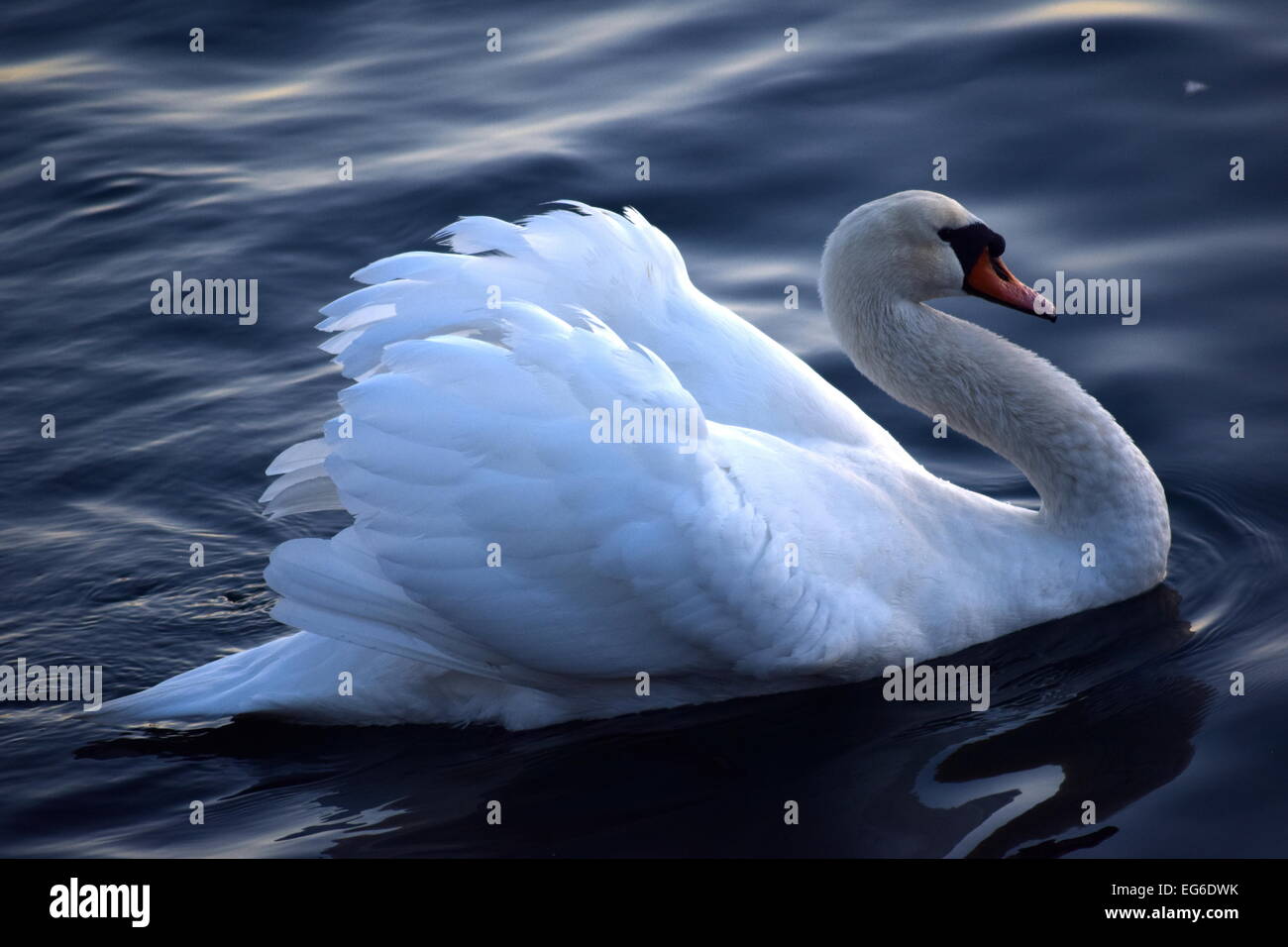 Beautiful swan on water hi-res stock photography and images - Alamy