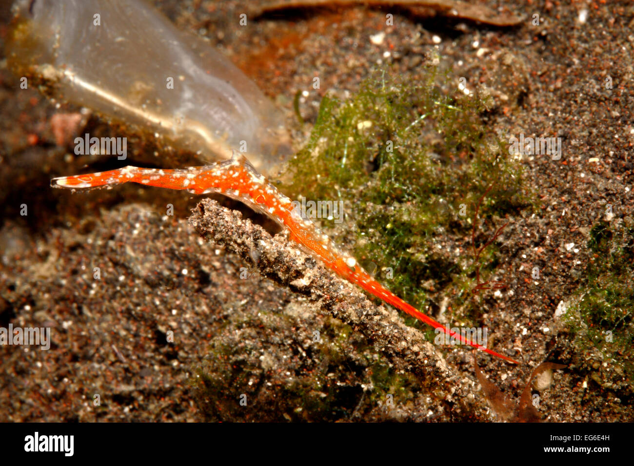 Ocellated Sawblade Shrimp,Tozeuma lanceolatum. Tulamben, Bali ...