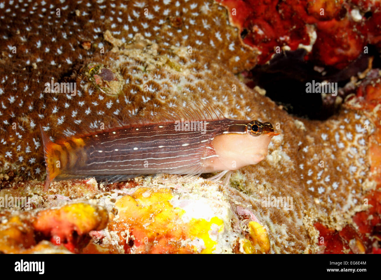 White lined Comb tooth Blenny, Ecsenius pictus. Also known as Pictus ...
