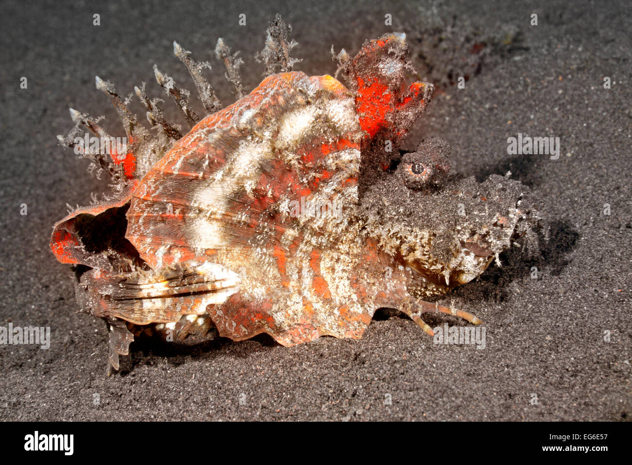 Spiny Devilfish, also known as the Bearded Ghoul, Inimicus didactylus ...