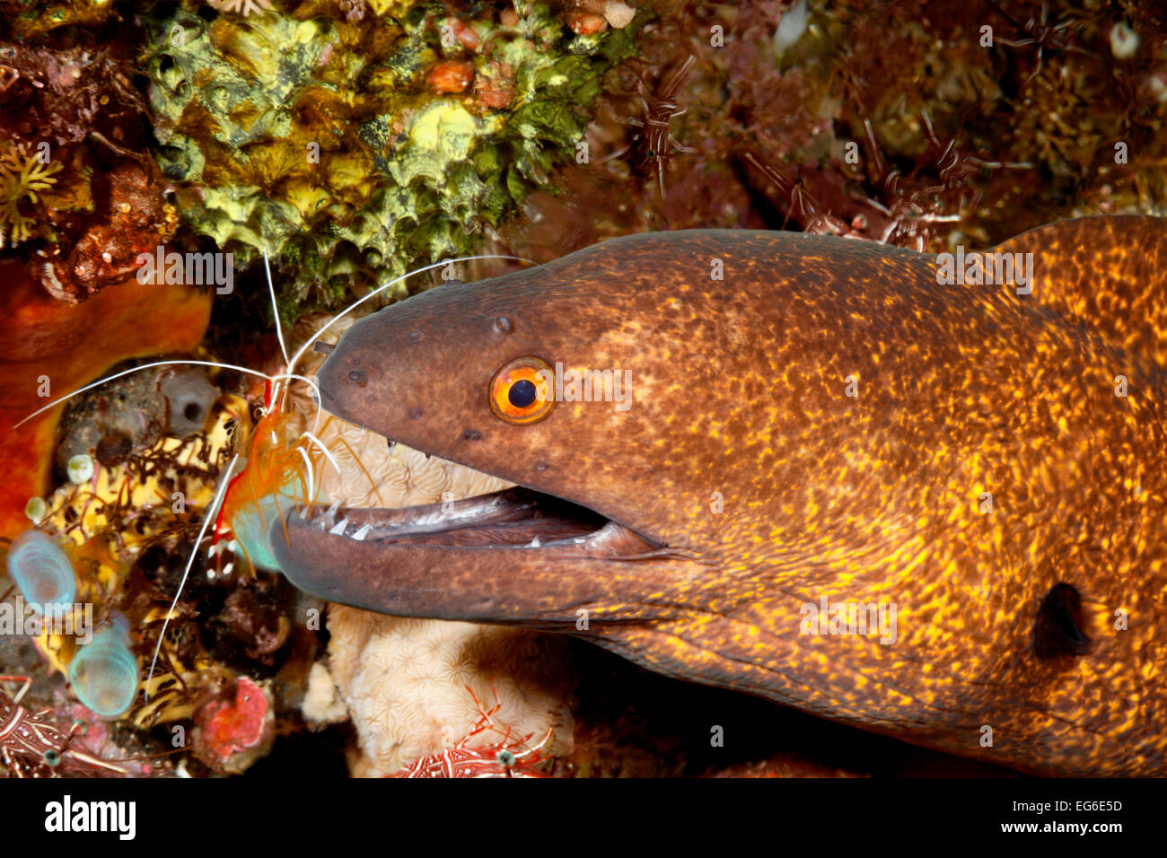 Yellowmargin, or Yellow-Margined Moray, Gymnothorax flavimarginatus ...