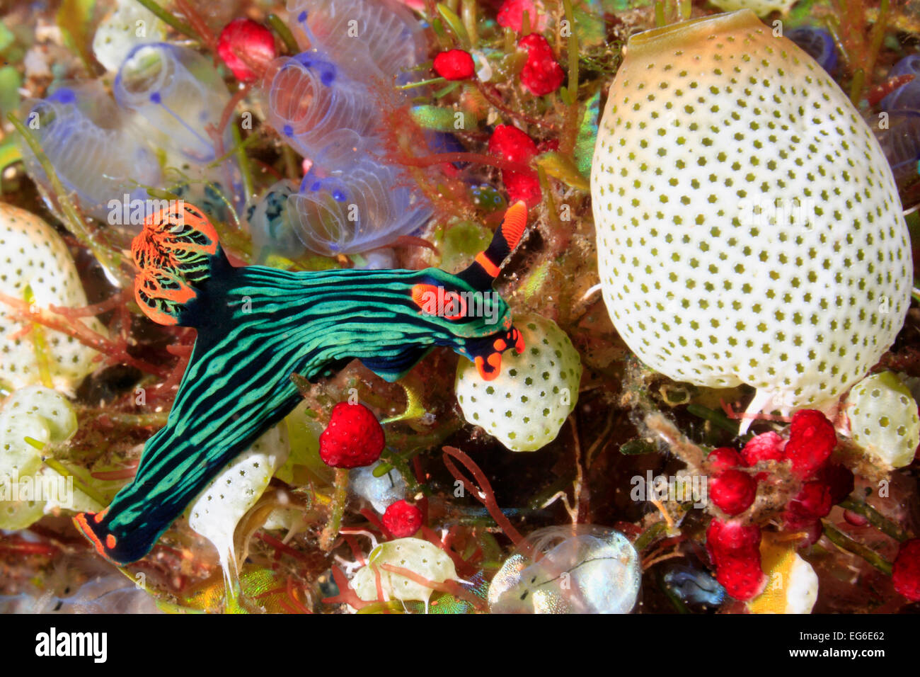 A brightly coloured Nudibranch, Nembrotha kubaryana. Often called the ...