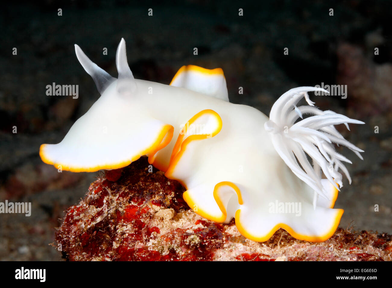 white and yellow nudibranch, Ardeadoris egretta Stock Photo - Alamy
