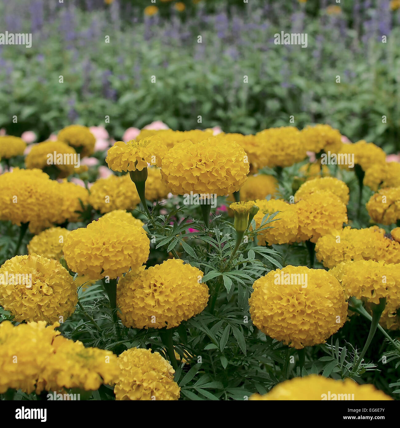 Most beautiful marigold flower hi-res stock photography and images - Alamy