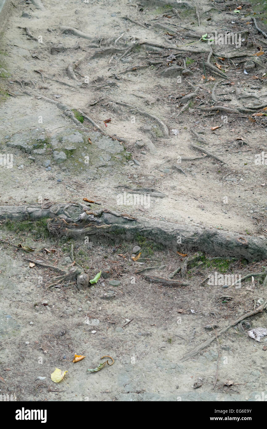 dry root of a tree in the ground Stock Photo - Alamy
