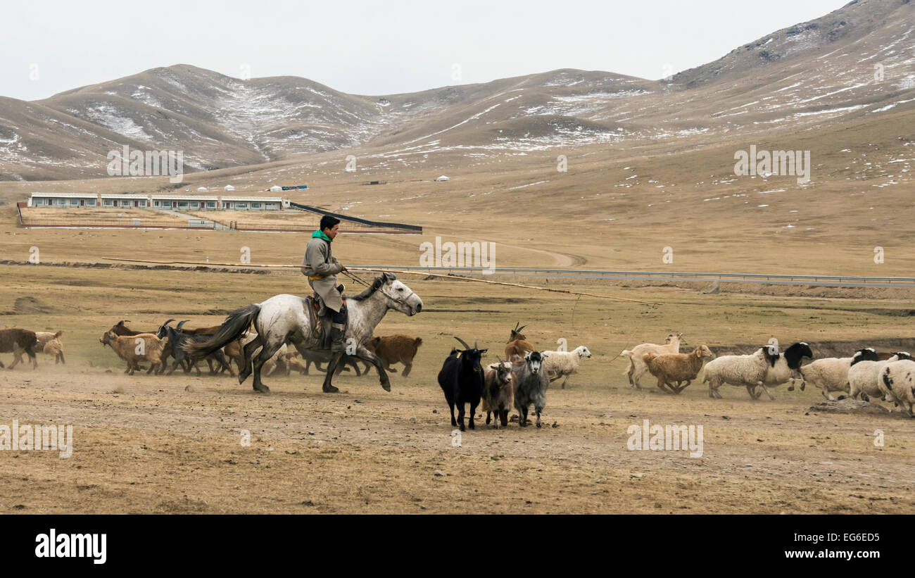 Goat roping hi-res stock photography and images - Alamy